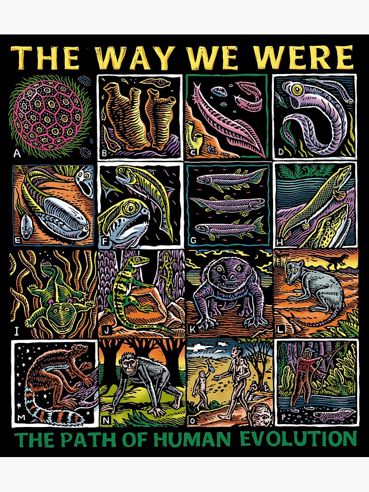 "The Path Of Human Evolution Poster" Sticker for Sale by okotmangoy ...