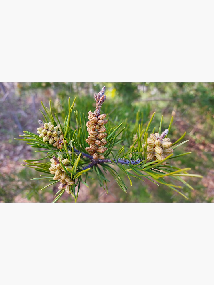 "Pine tree with green needles and pollen pods" Sticker for Sale by ...