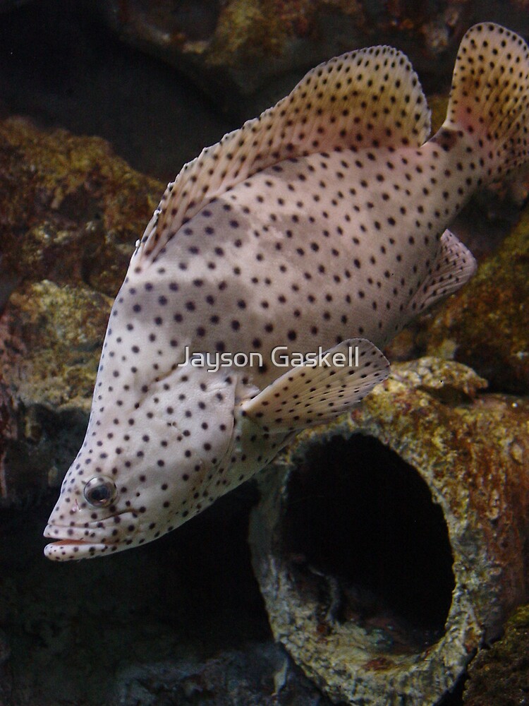 "Barramundi Cod" Poster by JaysonGaskell | Redbubble