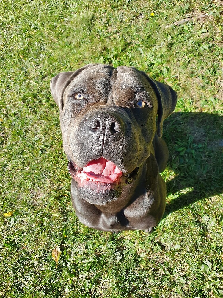 "Cane corso face" Poster for Sale by Lelllu | Redbubble