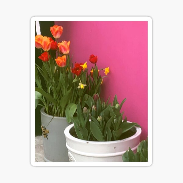 "flower pots" Sticker for Sale by itsmaddiesart | Redbubble