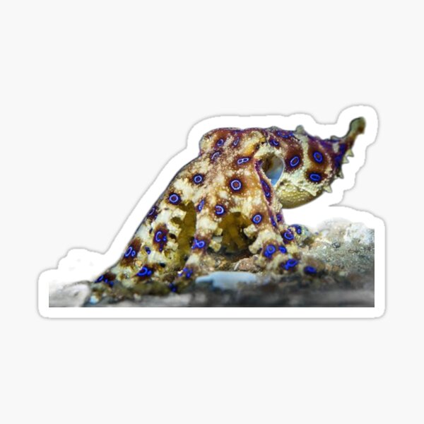 "Blue Ringed Octopus " Sticker for Sale by Fudoitga | Redbubble