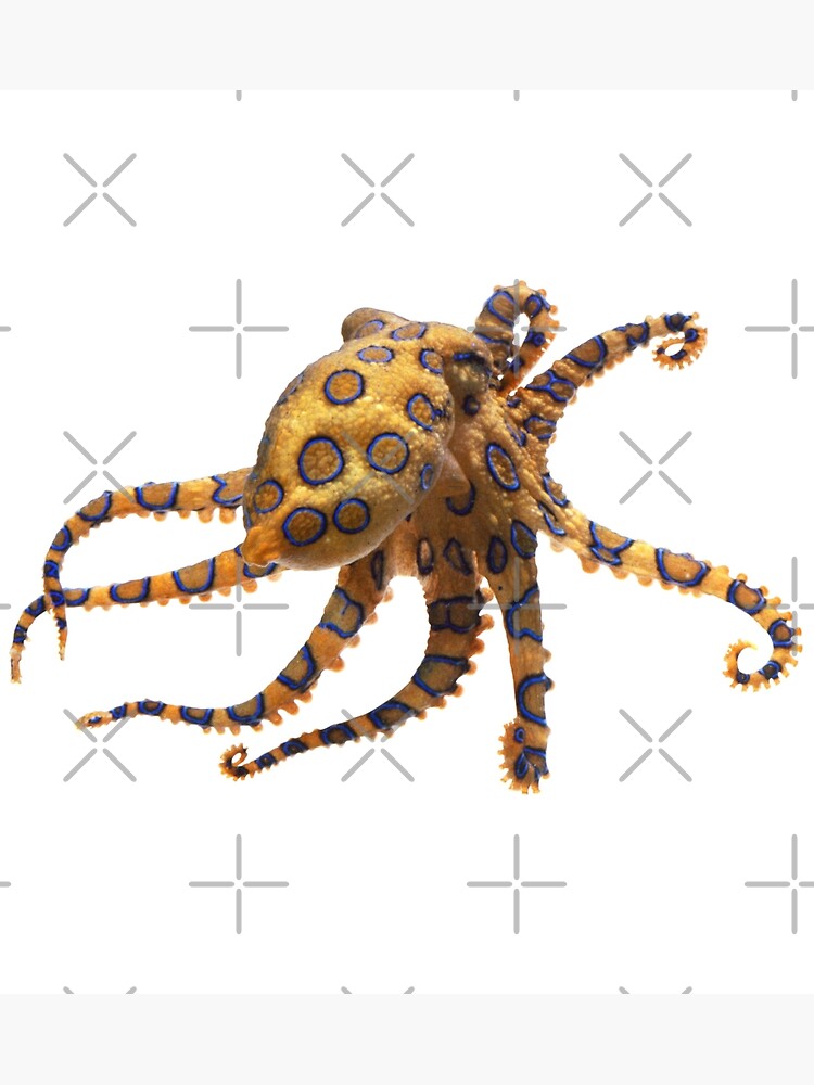 "Blue Ringed Octopus " Poster for Sale by Fudoitga | Redbubble