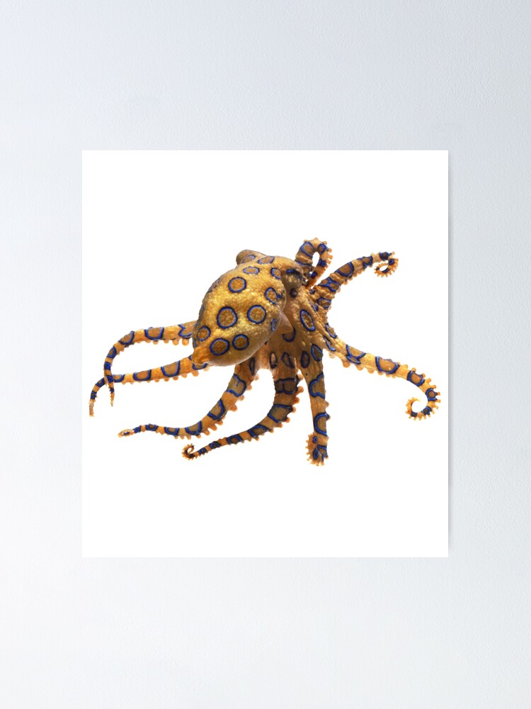 "Blue Ringed Octopus " Poster for Sale by Fudoitga | Redbubble