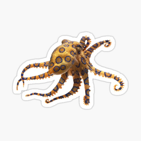 "Blue Ringed Octopus " Sticker for Sale by Fudoitga | Redbubble