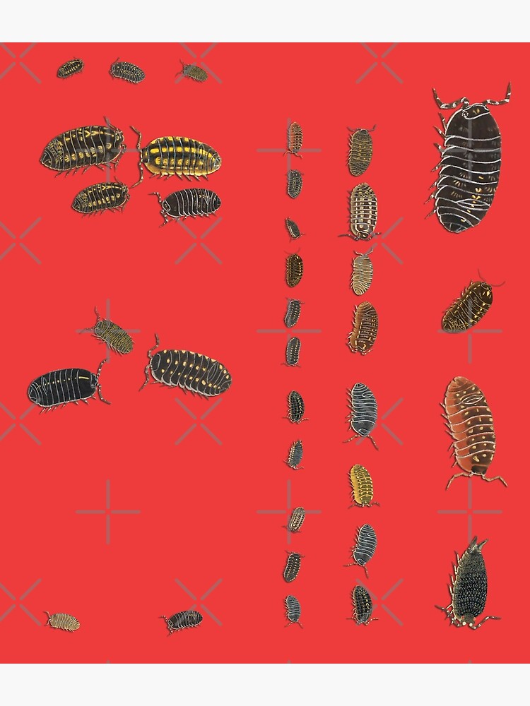 "Red backpack full of pill bugs." Backpack for Sale by Luggnagg | Redbubble