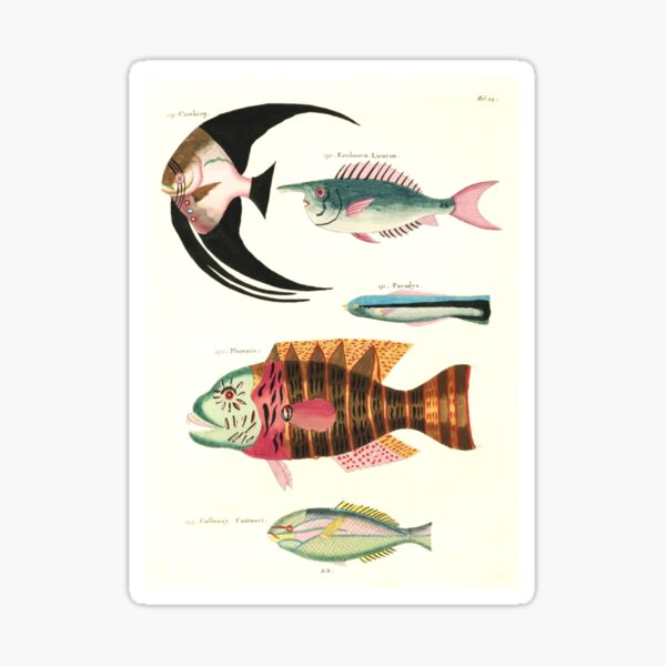 "Colourful and surreal illustrations of fishes found in Moluccas ...