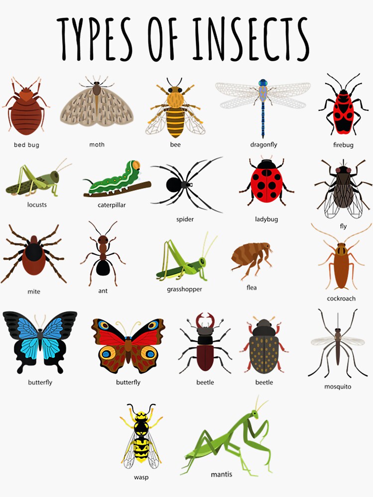 "Kids Types Of Insects Bug Identification Science" Sticker for Sale by ...