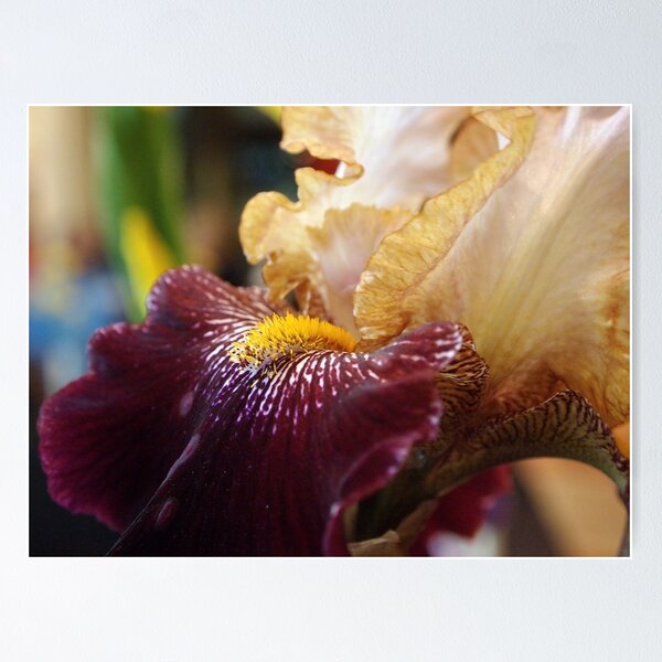 "Abstract Iris" Poster for Sale by Douglas E. Welch | Redbubble