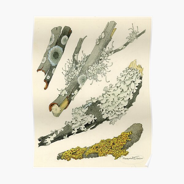 "Lichens" Poster for Sale by BiosecurityColl | Redbubble