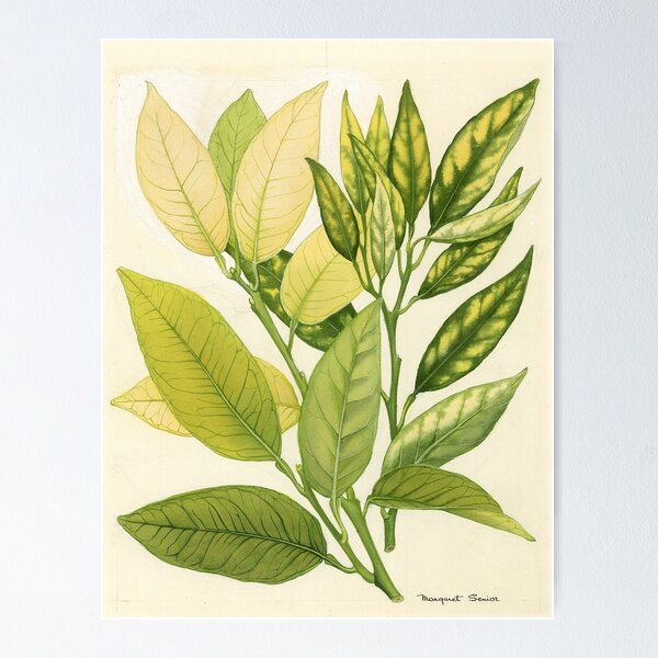 "Iron and Zinc Deficiencies in Citrus" Poster for Sale by ...