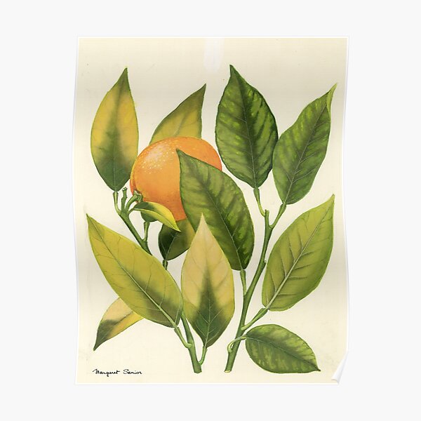"Magnesium and Manganese Deficiencies in Citrus" Poster by ...