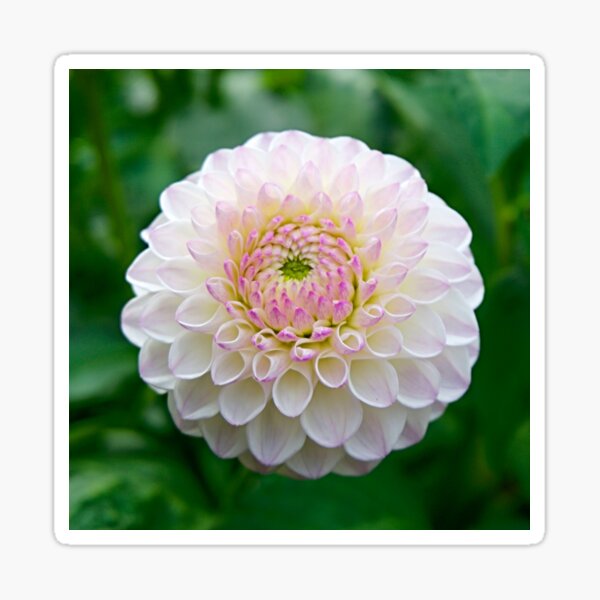"Stunning White Flower" Sticker for Sale by Taceo10 | Redbubble