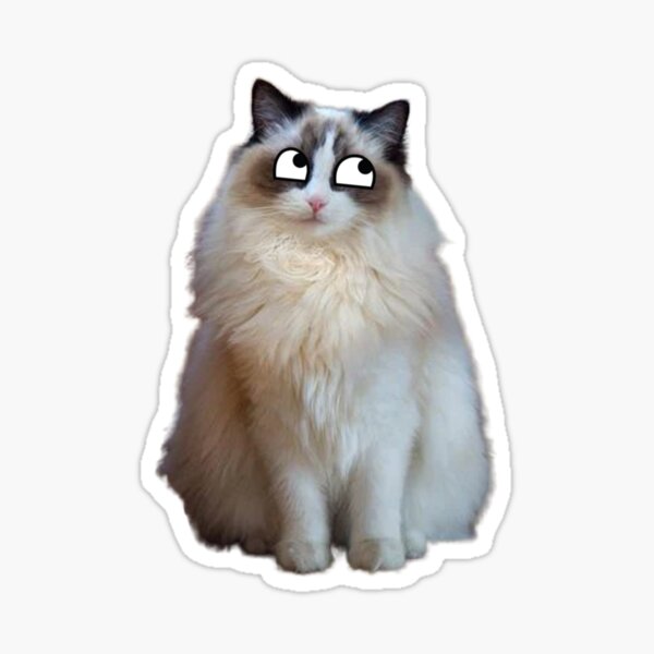 " funny Ragdoll cat with cute eyes" Sticker for Sale by cocomelon28 ...