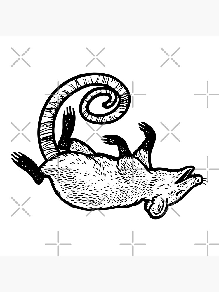 "Possum pretending dead sketch. Black background" Poster for Sale by ...