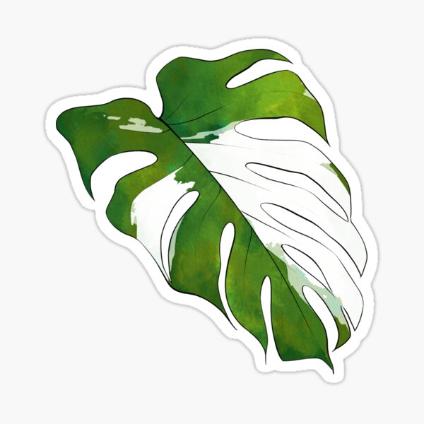 "Variegated Monstera Deliciosa Albo Leaf" Sticker for Sale by ...