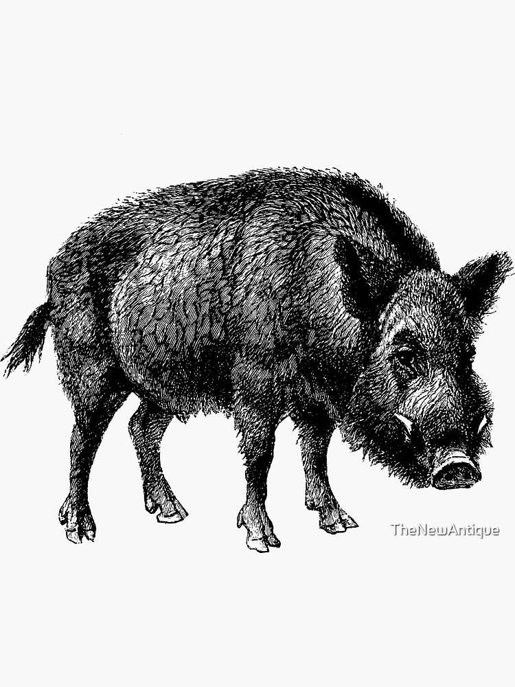 "Vintage Wild Boar" Sticker for Sale by TheNewAntique | Redbubble
