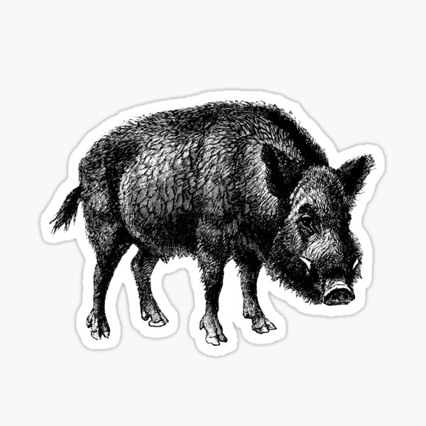 "Vintage Wild Boar" Sticker for Sale by TheNewAntique | Redbubble