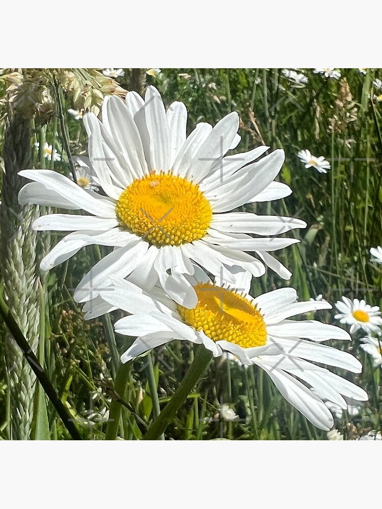 "Rising Daisy " Poster for Sale by Photomersion | Redbubble