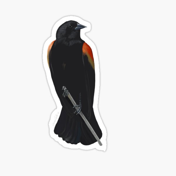 "Red Winged Blackbird" Sticker for Sale by Wondersofwhimsy | Redbubble