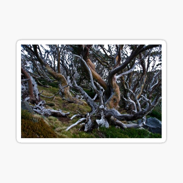 "Snow Gums" Sticker for Sale by Scully | Redbubble