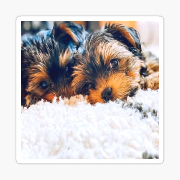 "Cute Puppies Laying Down" Sticker for Sale by lets-travel | Redbubble