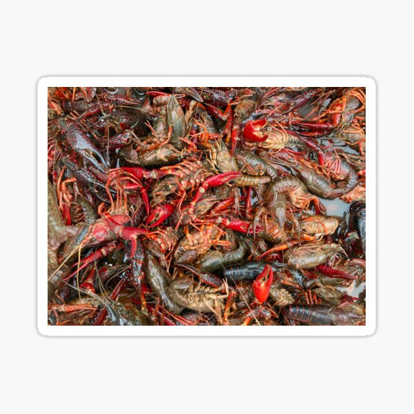 "Fresh live Louisiana crawfish " Sticker for Sale by JuliVogel | Redbubble