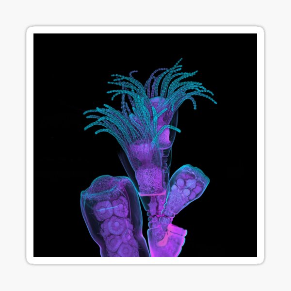 "Beautiful Obelia Hydroid on a Black Background" Sticker for Sale by ...