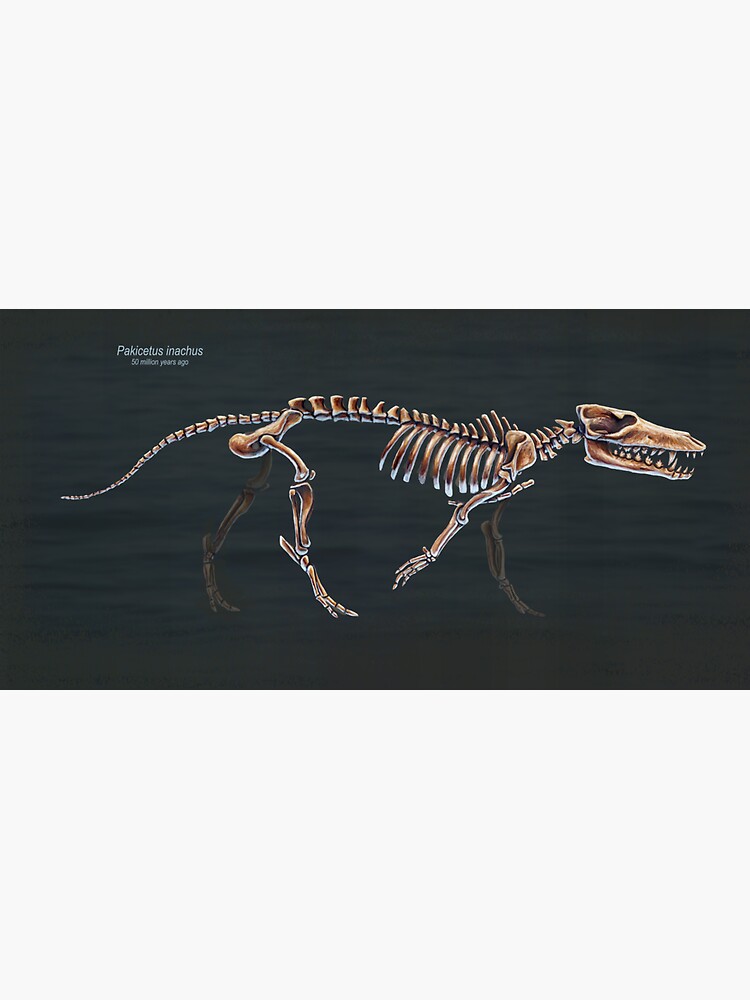 "Pakicetus Inachus Skeletal Study" Sticker for Sale by Thedragonofdoom ...