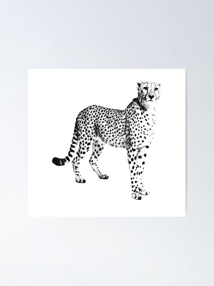 "Cheetah Animal" Poster for Sale by ScarlettAlex | Redbubble