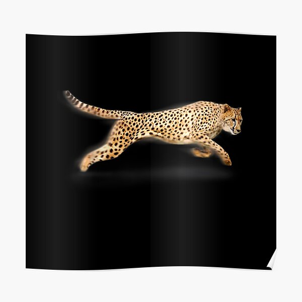 "Cheetah Animal" Poster for Sale by ScarlettAlex | Redbubble