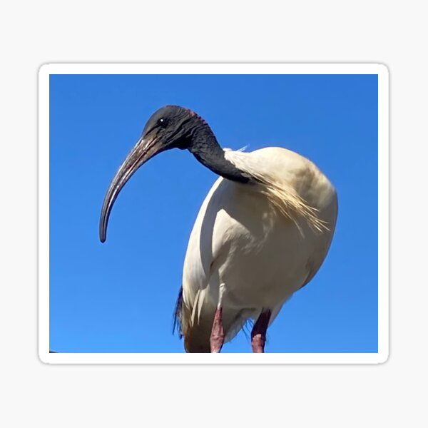 "Bin chicken " Sticker for Sale by andrachne | Redbubble