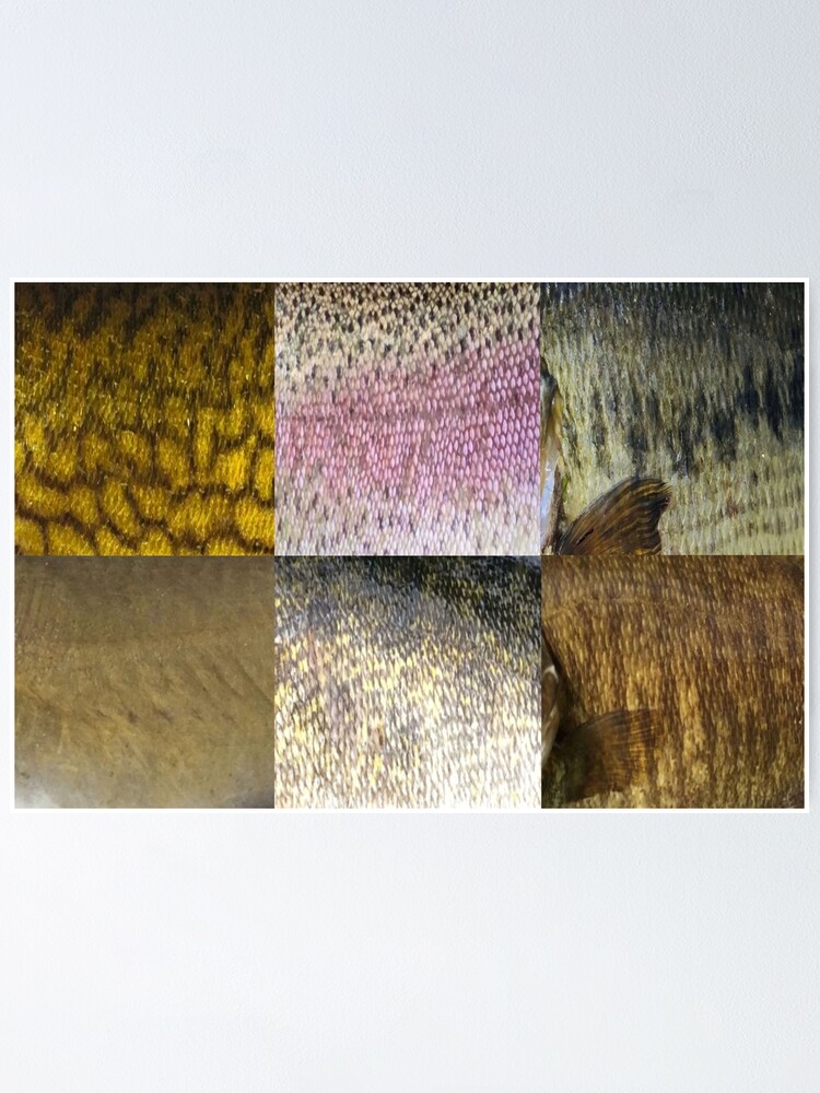 "Skin Patterns of North American Freshwater Gamefish" Poster for Sale ...