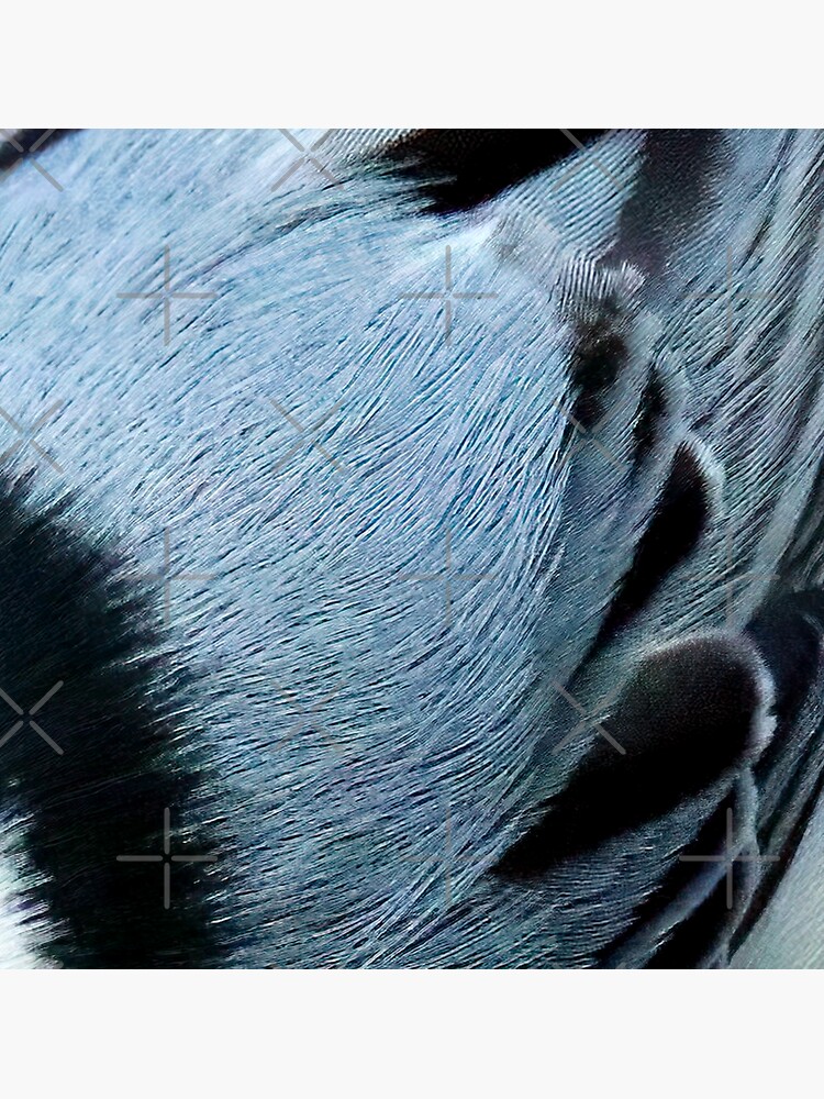 "Feathers of a White Breasted Nuthatch" Sticker for Sale by BirdsnStuff ...