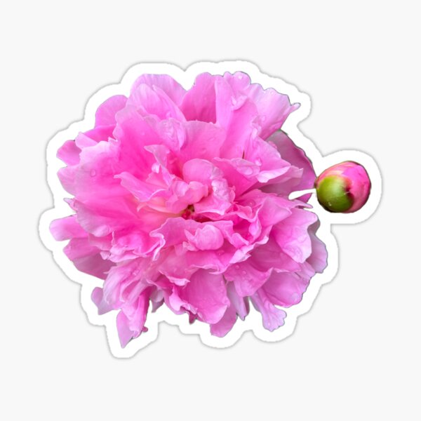 "SLB Designs Pink Flower" Sticker for Sale by sbricker66 | Redbubble