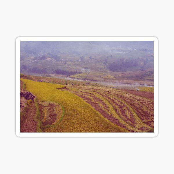 "Rice Terrace in Sapa, Vietnam" Sticker for Sale by Dotsandstripes ...