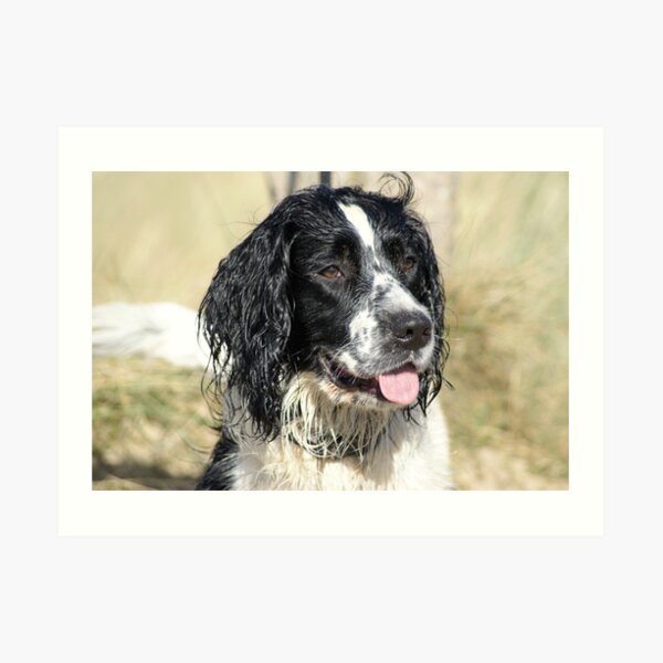 Sprocker Spaniel Art Prints | Redbubble
