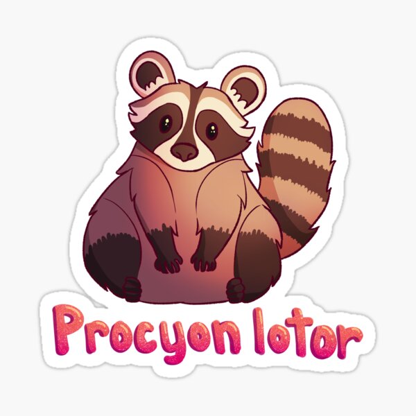 "Raccoon Scientific Name" Sticker for Sale by ghostcashew | Redbubble