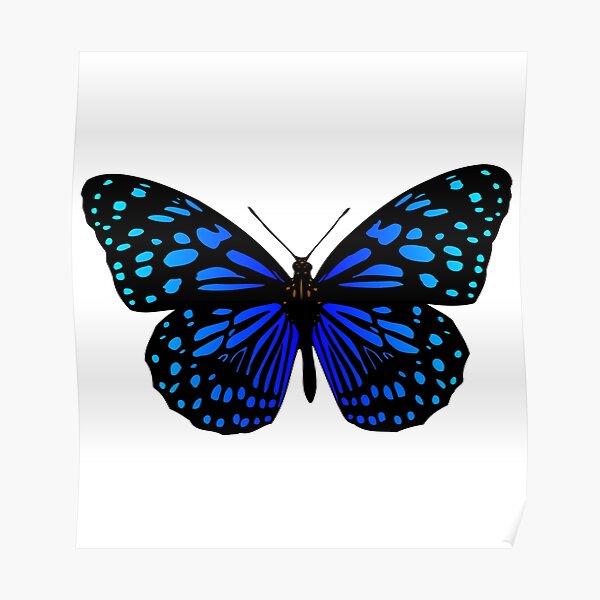 "Light Blue Butterfly" Poster for Sale by Fudoitga | Redbubble