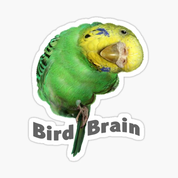 Bird Brain Memes 20+ Birdbrain Stock Photos, Pictures & Royalty Free