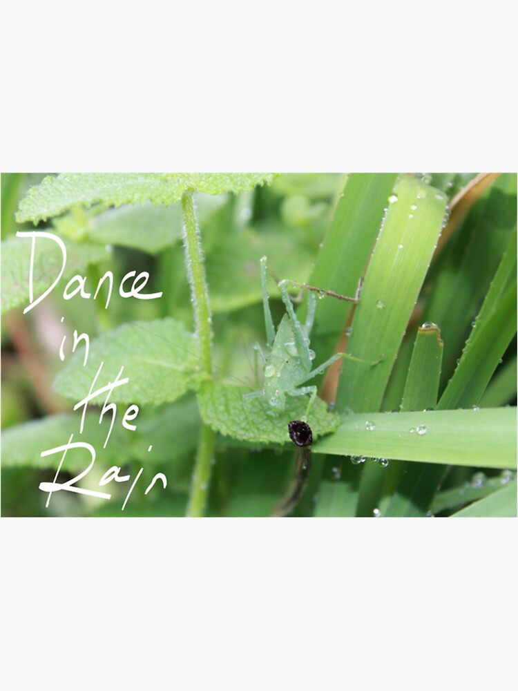 "Dance in the Rain_quot_ Katydid" Sticker for Sale by AletheaPerry ...