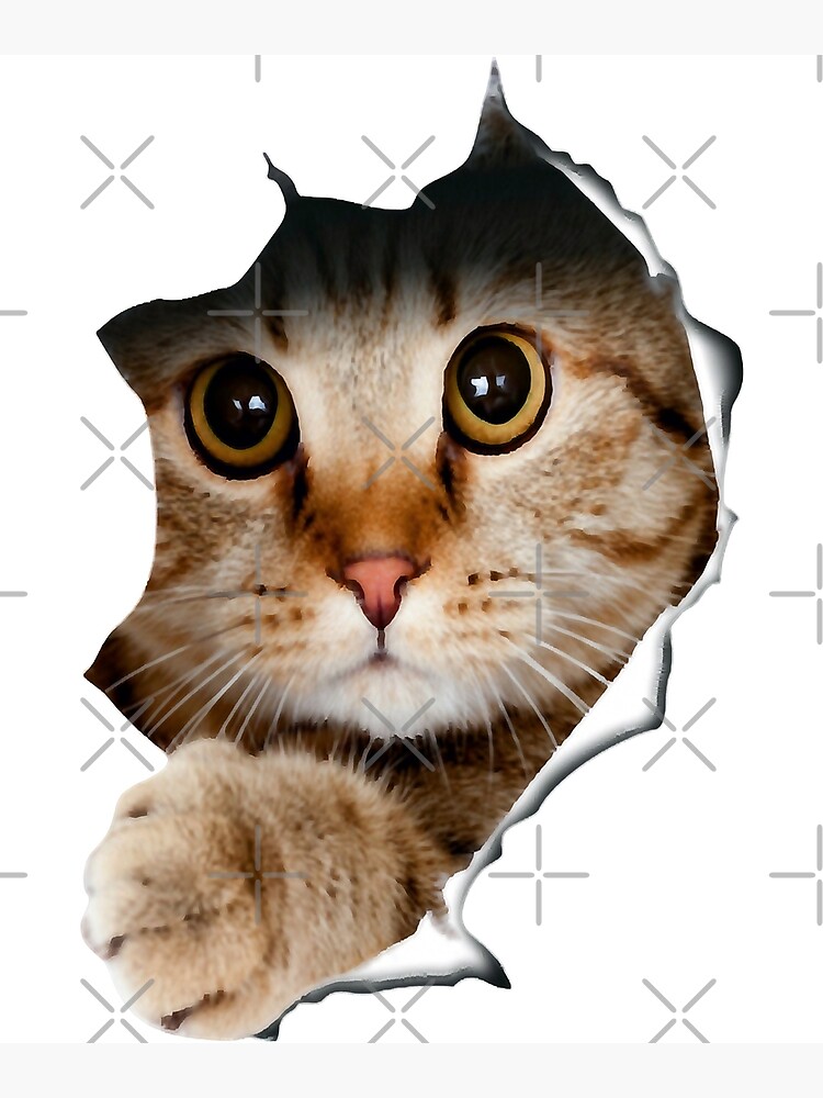 "First Day Of Beluga Cat Many Style Lands Images Vintage Style Art" Art ...