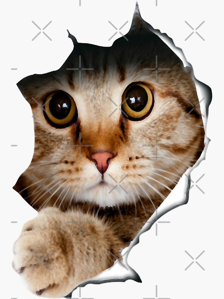 "First Day Of Beluga Cat Many Style Lands Images Vintage Style Art ...