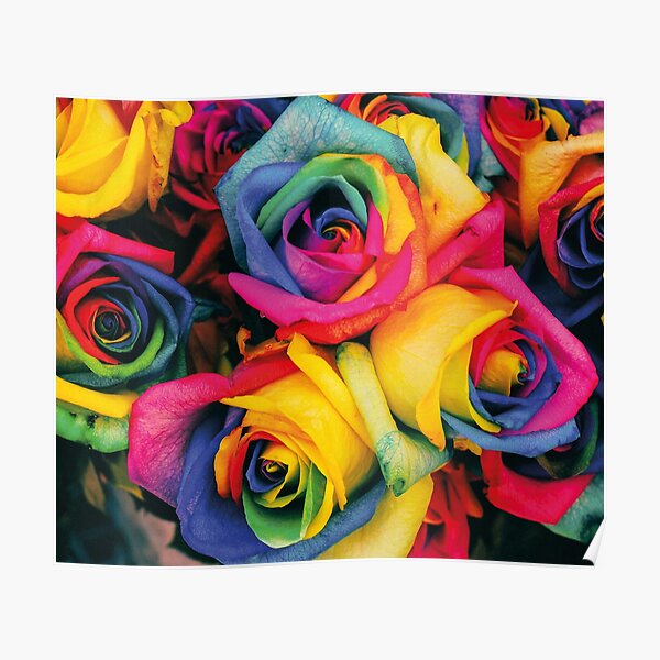 " The most beautiful roses made of rainbow colors, creative design of ...