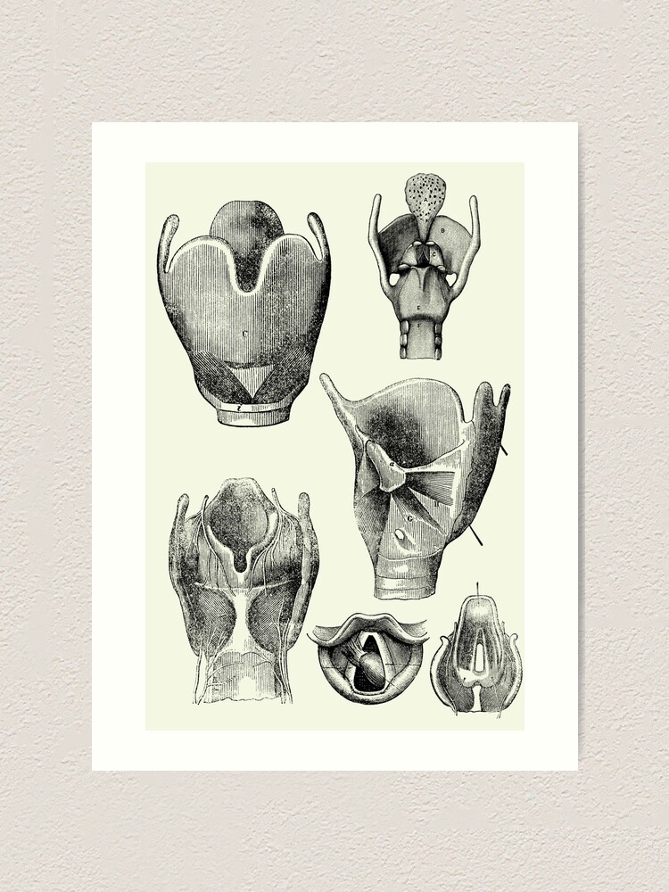 "Vintage human anatomy of the larynx " Art Print for Sale by ...