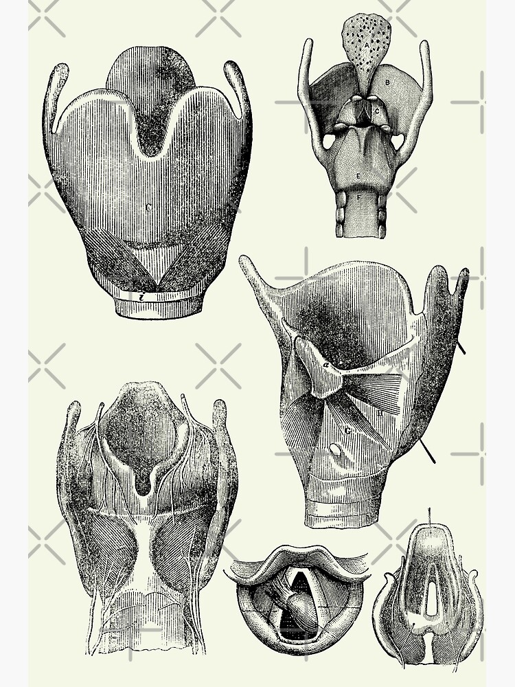 Vintage human anatomy of the larynx Premium Matte Vertical Poster sold ...
