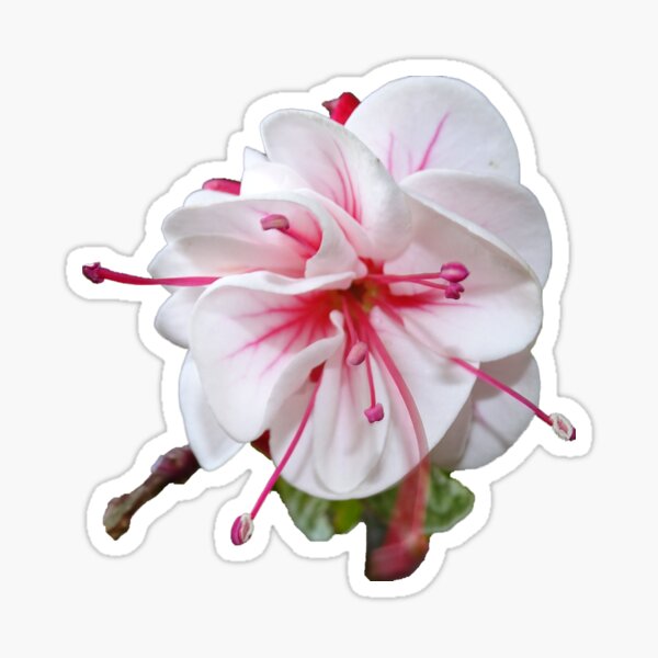 "Blooming flower" Sticker for Sale by Janmanu | Redbubble