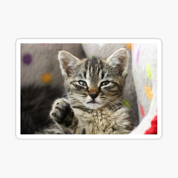 "Hi 5" Sticker for Sale by GreyFeatherPhot | Redbubble