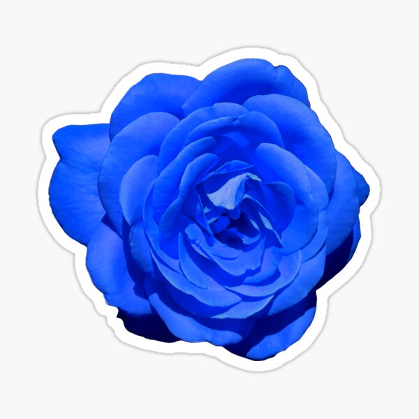 "Blue rose, blue floral, rose garden, " Sticker for Sale by hollycooper ...