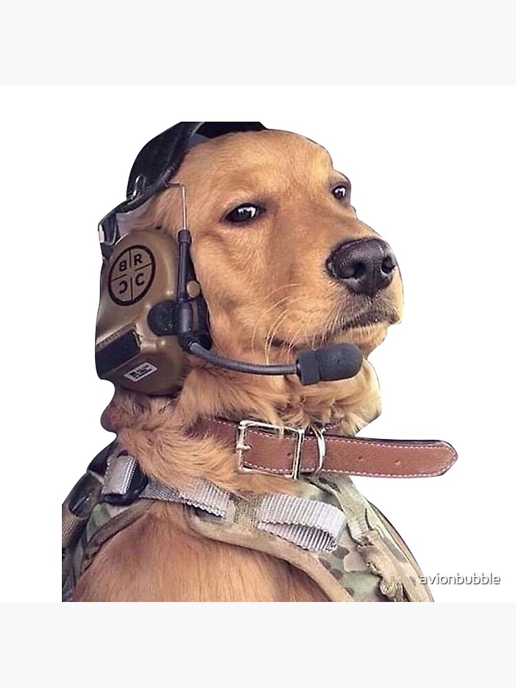 Dog Pilot Memes 40 Dog Memes To Make You Wonder Who's Training Who